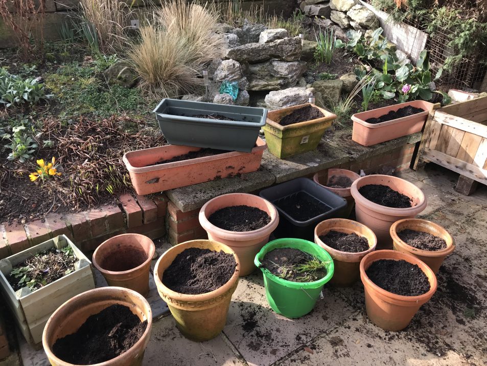 First time vegetable garden project